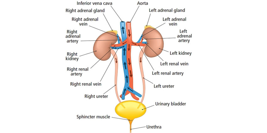  Excretory System Parts EXCRETORY SYSTEM LABEL THE PARTS Quiz 2022 
